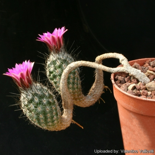 Rapicactus Subterraneus Care Guide: Water, Soil & Propagation - Plantiary
