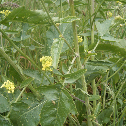 Bastard Cabbage (Rapistrum Rugosum) Plant Care & How to Grow, Water