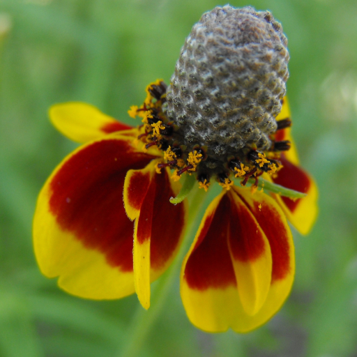 Prairie-Coneflower (Ratibida Columnifera) Plant Care & How to Grow, Water