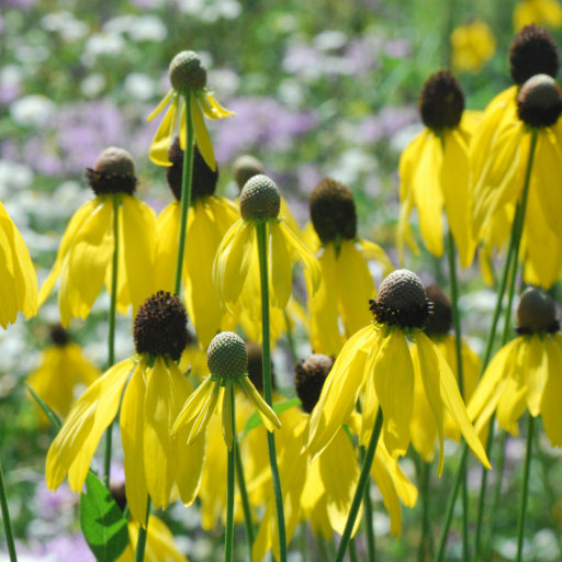Pinnate Prairie Coneflower (Ratibida Pinnata) Plant Care & How to Grow ...