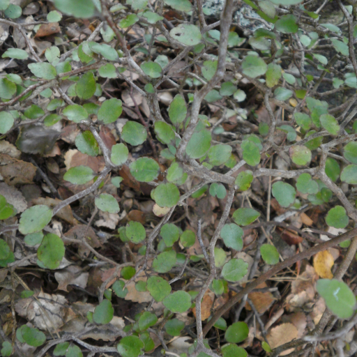 Raukaua Anomalus Care Guide: Water, Soil & Propagation - Plantiary