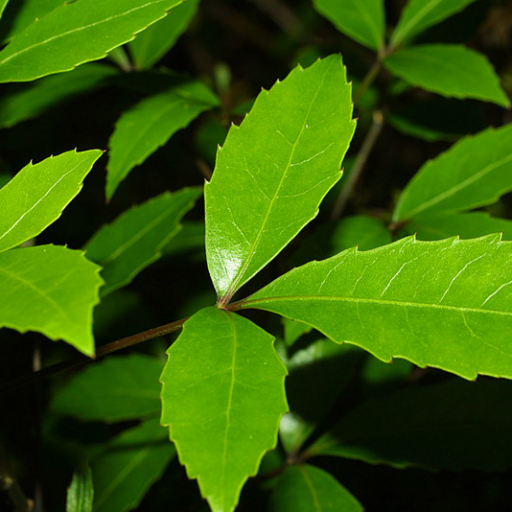 Haumakoroa (Raukaua Simplex) Plant Care & How to Grow, Water