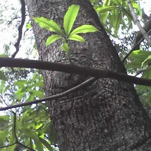 Quininetree (Rauvolfia Caffra) Plant Care & How to Grow, Water