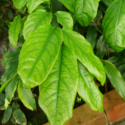 African Serpentwood (Rauvolfia Vomitoria) Plant Care & How to Grow, Water