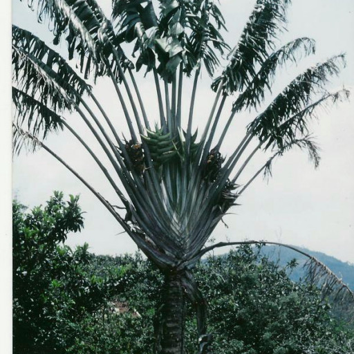 Traveler's-Palm (Ravenala Madagascariensis) Plant Care & How to Grow, Water