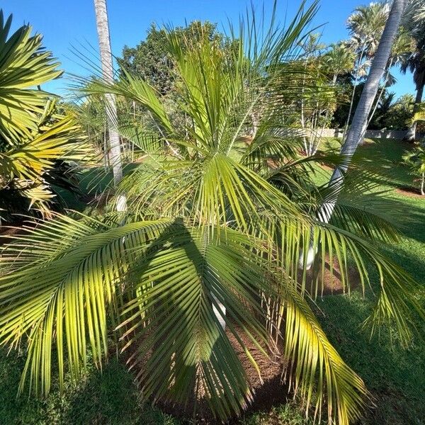 Ravenea Glauca Care Guide: Water, Soil & Propagation - Plantiary