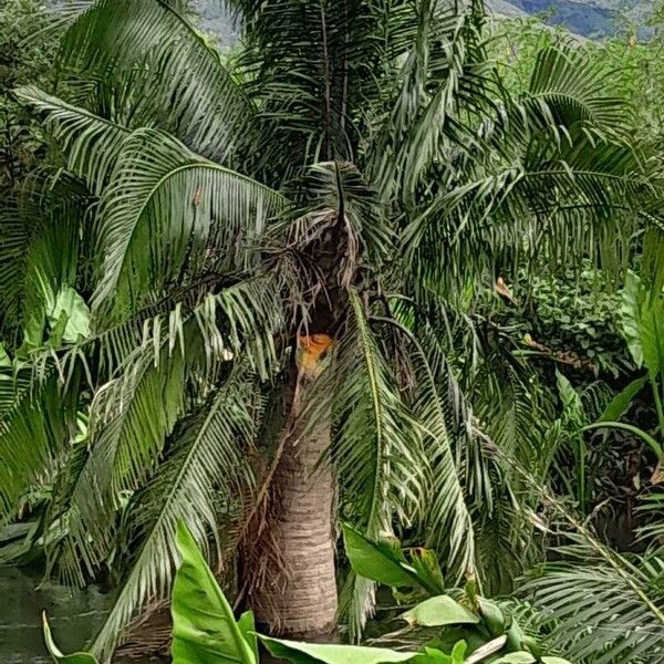 Palm (Ravenea Musicalis) Plant Care & How to Grow, Water