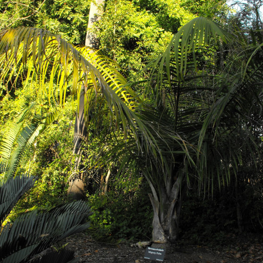 Majestic Palm (Ravenea Rivularis) Plant Care & How to Grow, Water