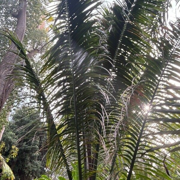Ravenea Robustior Plant Care & How to Grow, Water