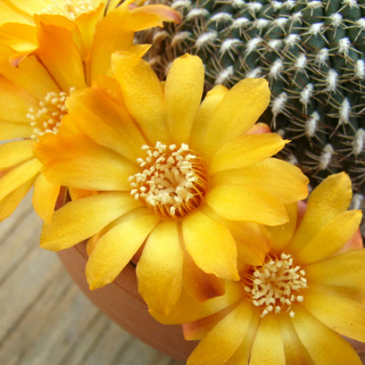 Rebutia Arenacea Plant Care & How to Grow, Water