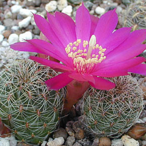 Rebutia Canigueralii Plant Care & How to Grow, Water