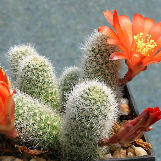 Orange Crown Cactus (Rebutia Fabrisii) Plant Care & How to Grow, Water