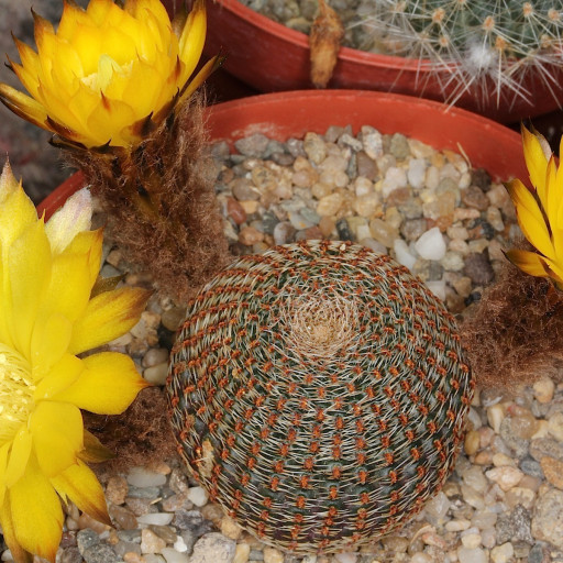 Aylostera Heliosa (Rebutia Heliosa) Plant Care & How to Grow, Water