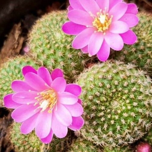 Aylostera Perplexa (Rebutia Perplexa) Plant Care & How to Grow, Water