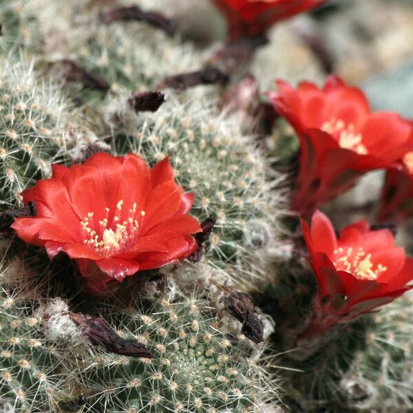 Rebutia Steinmannii Care Guide: Water, Soil & Propagation - Plantiary