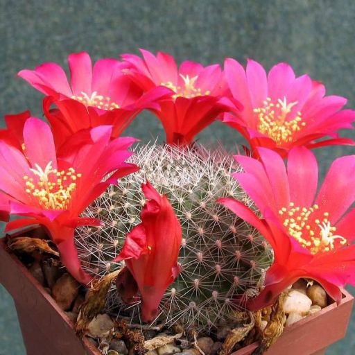 Rebutia Plant Care & How to Grow, Water