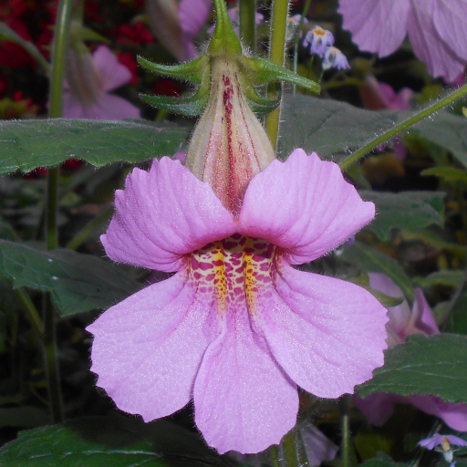 Rehmannia Elata Plant Care & How to Grow, Water