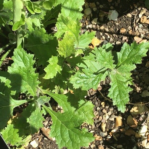 Chinese Foxglove (Rehmannia Piasezkii) Plant Care & How to Grow, Water