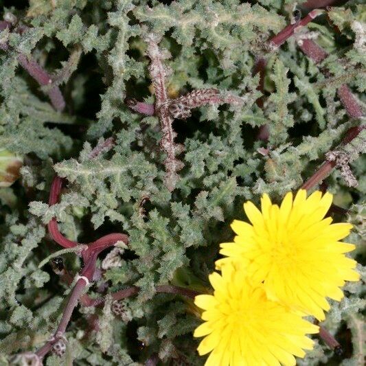 Reichardia Crystallina Plant Care & How to Grow, Water