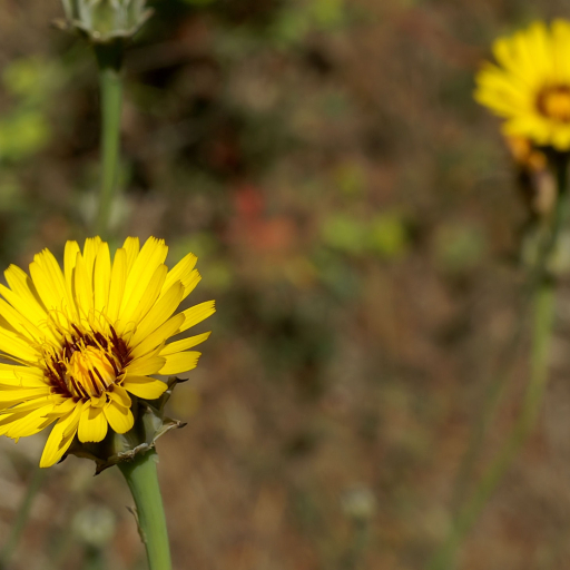 False Sow-Thistle (Reichardia Tingitana) Plant Care & How to Grow, Water