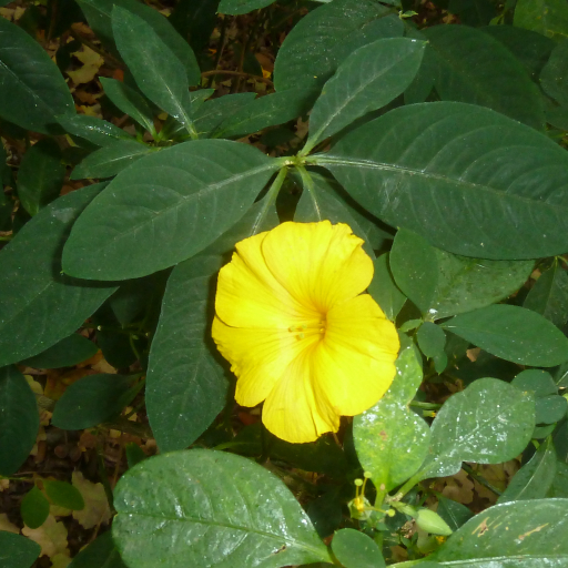 Yellow Flax (Reinwardtia Indica) Plant Care & How to Grow, Water