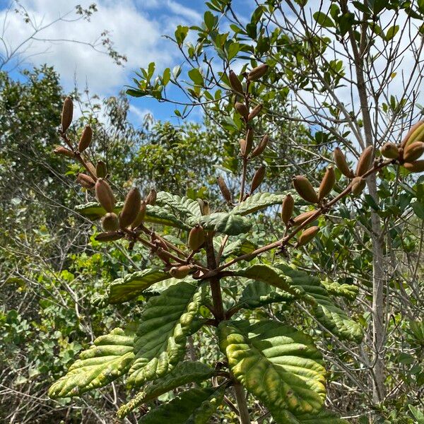 Remijia Ferruginea Plant Care & How to Grow, Water