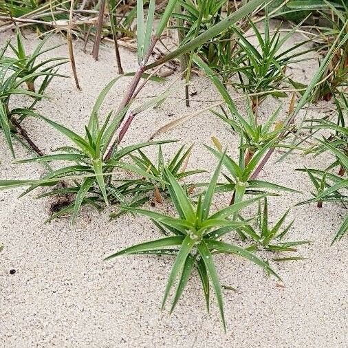 Beachstar (Remirea Maritima) Plant Care & How to Grow, Water