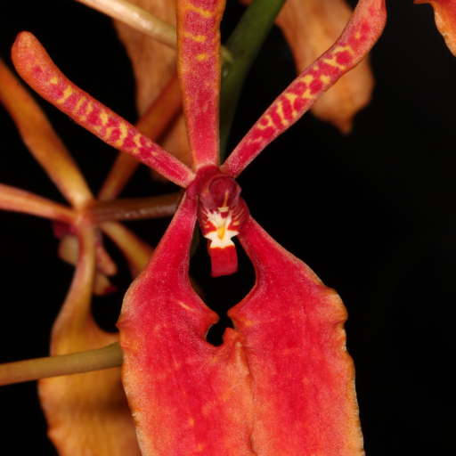 Renanthera Orchid (Renanthera Coccinea) Plant Care & How to Grow, Water