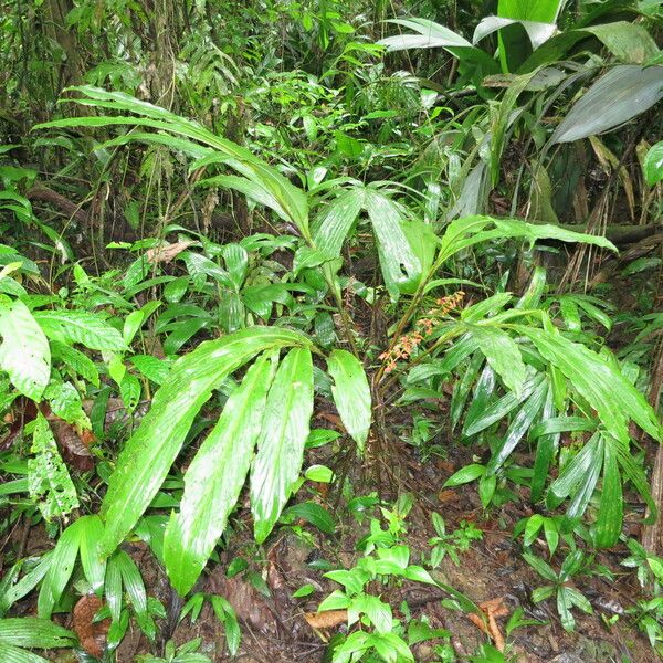 Renealmia Concinna Care Guide: Water, Soil & Propagation - Plantiary