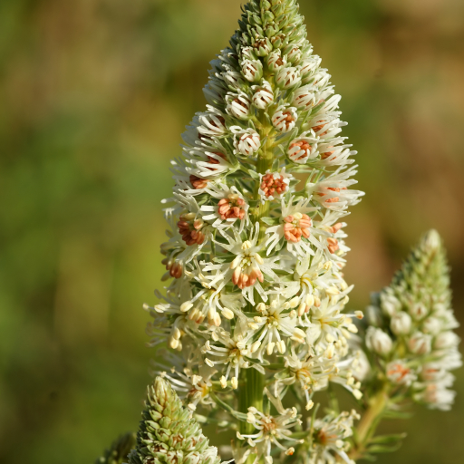 White Upright Mignonette (Reseda Alba) Plant Care & How to Grow, Water