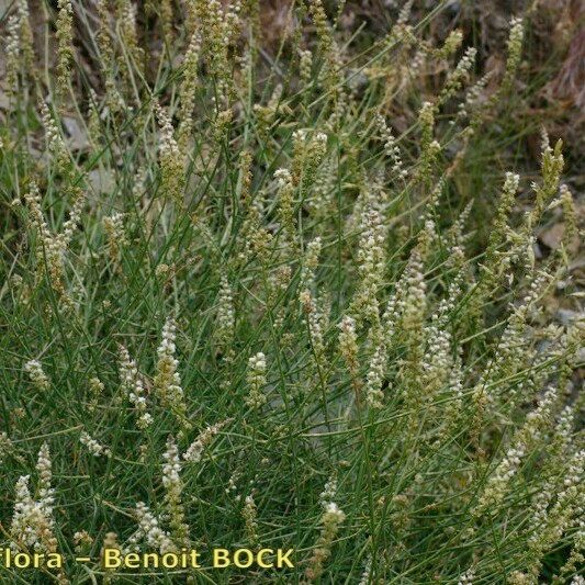Reseda Complicata Plant Care & How to Grow, Water