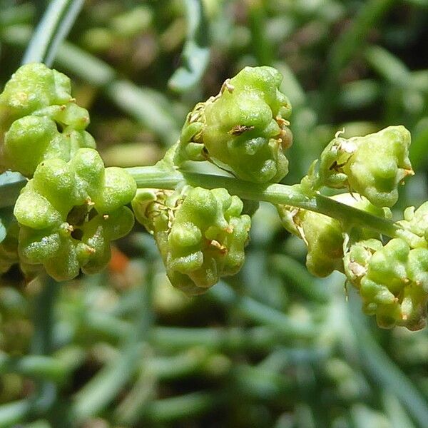 Pyrenean Mignonette (Reseda Glauca) Plant Care & How to Grow, Water