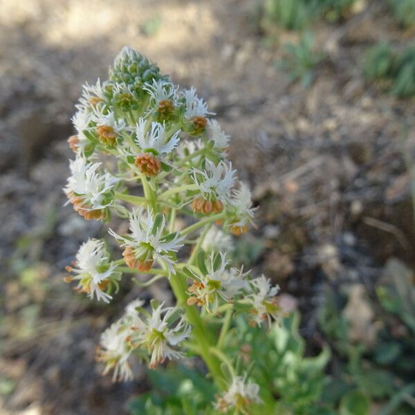 Reseda Jacquini Care Guide: Water, Soil & Propagation - Plantiary