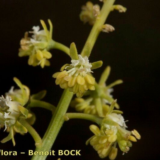 Reseda Lanceolata Plant Care & How to Grow, Water