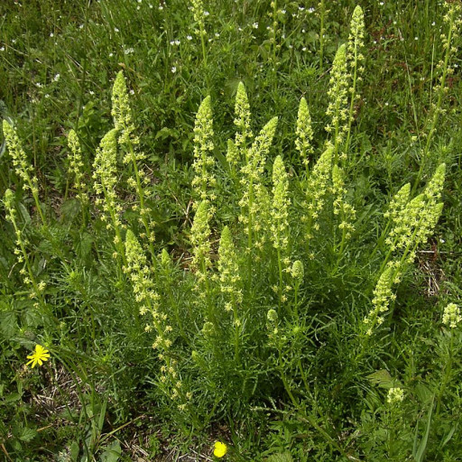 Yellow Mignonette (Reseda Lutea) Plant Care & How to Grow, Water