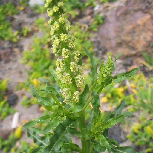 Dyer's Weed (Reseda Luteola) Plant Care & How to Grow, Water