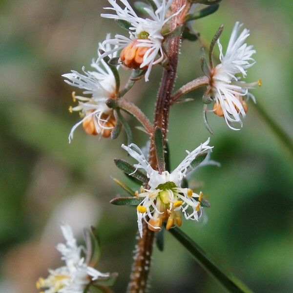Mignonette (Reseda Media) Plant Care & How to Grow, Water