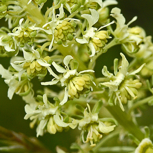 Rampion Mignonette (Reseda Phyteuma) Plant Care & How to Grow, Water
