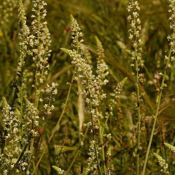 Reseda Undata Plant Care & How to Grow, Water