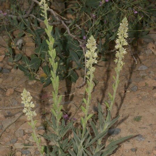 Hairy Mignonette (Reseda Villosa) Plant Care & How to Grow, Water