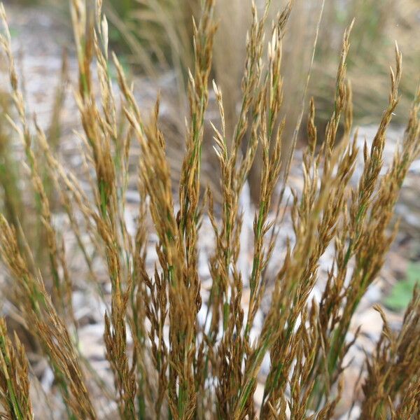 Restio Festuciformis Plant Care & How to Grow, Water