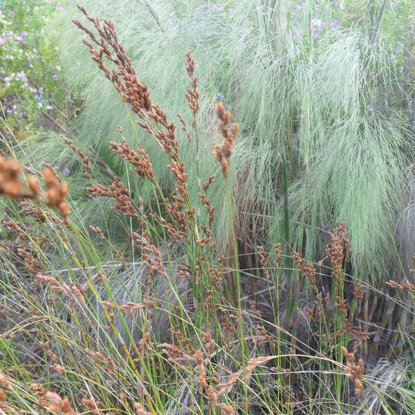 Restio Multiflorus Plant Care & How to Grow, Water