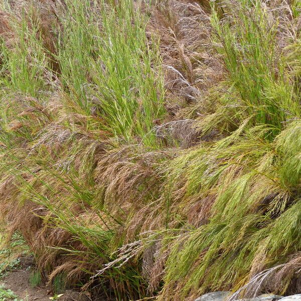 Broom Anglereed (Restio Paniculatus) Plant Care & How to Grow, Water