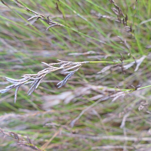 Restio Sieberi Plant Care & How to Grow, Water