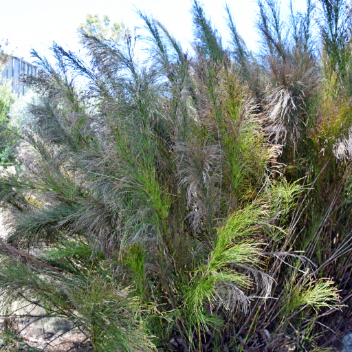 Restio Subverticillatus Plant Care & How to Grow, Water