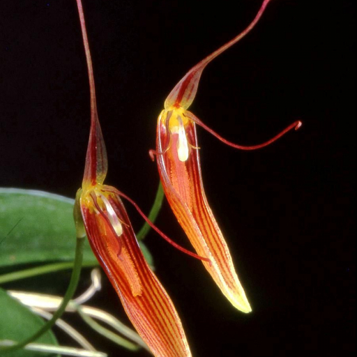 Hairy Tongued Restrepia (Restrepia Trichoglossa) Plant Care & How to ...