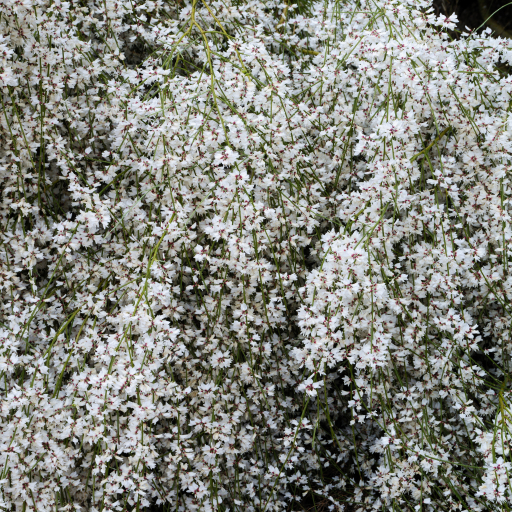 Bridal Broom (Retama Monosperma) Plant Care & How to Grow, Water