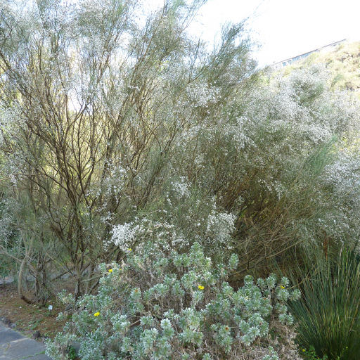 Retama Rhodorhizoides Plant Care & How to Grow, Water