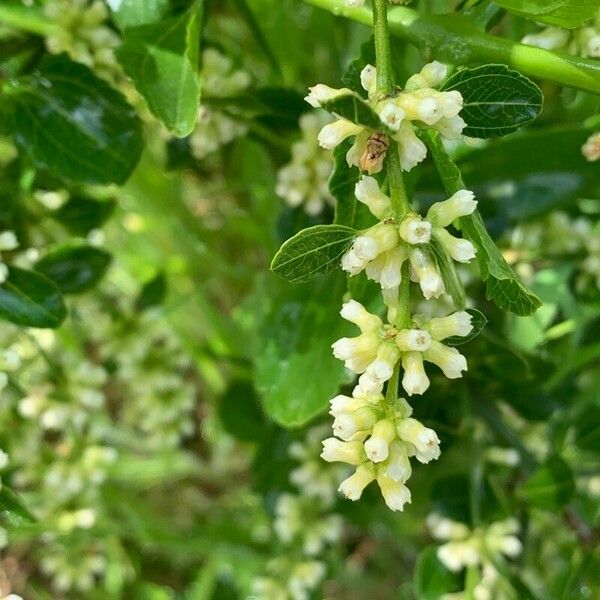 Retanilla Trinervia Care Guide: Water, Soil & Propagation - Plantiary