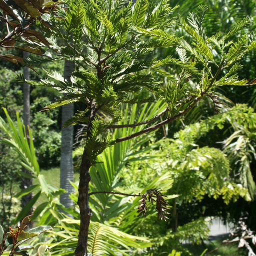 Retrophyllum Comptonii Plant Care & How to Grow, Water